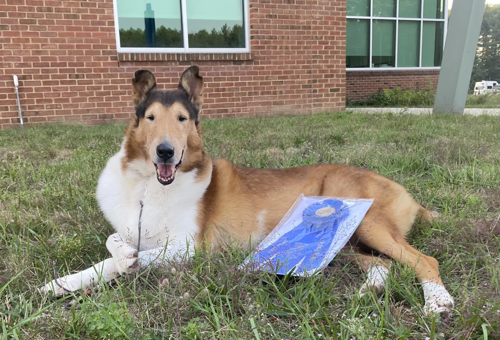Creekwood Collies in New Jersey | Collie puppies | Good Dog