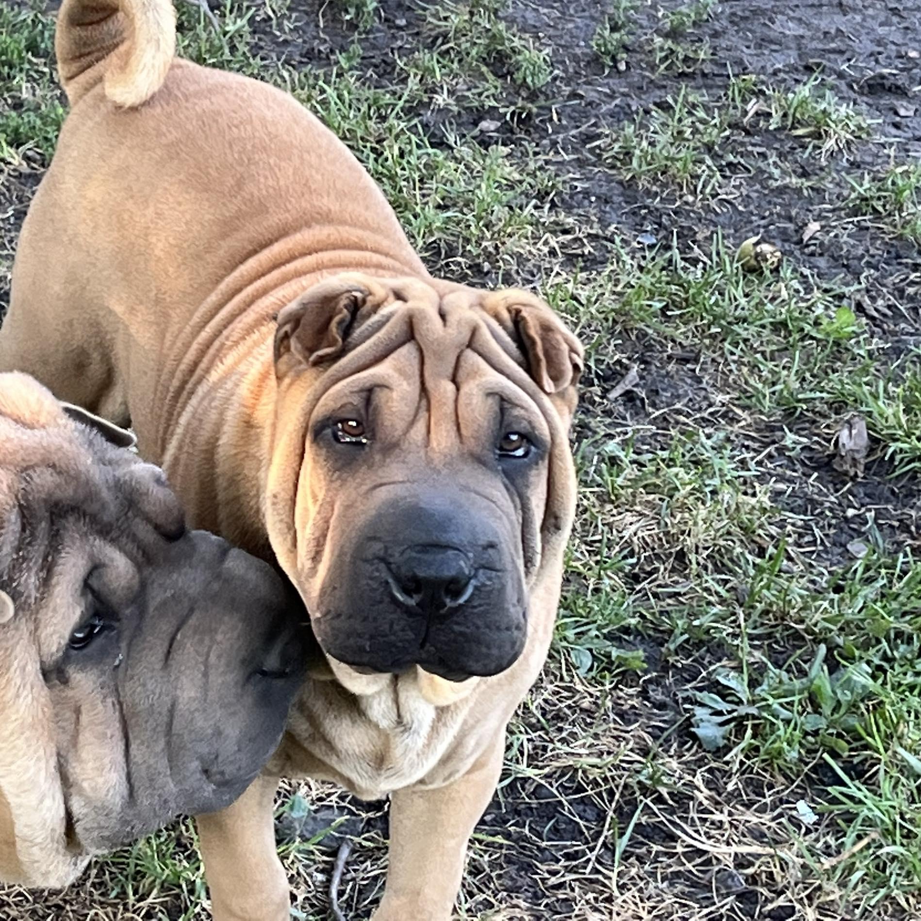 Zipprich Pups in Illinois | Chinese Shar-Pei puppies | Good Dog
