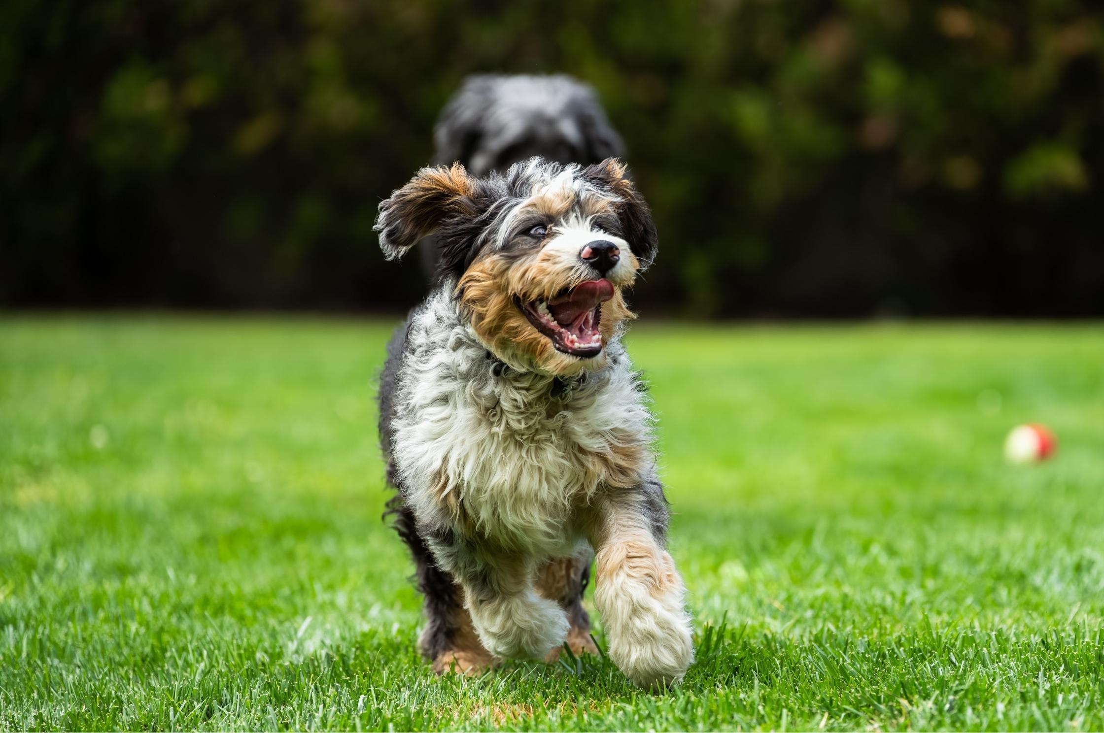 #1 Guide to Health Testing — Australian Mountain Doodle | Good Dog