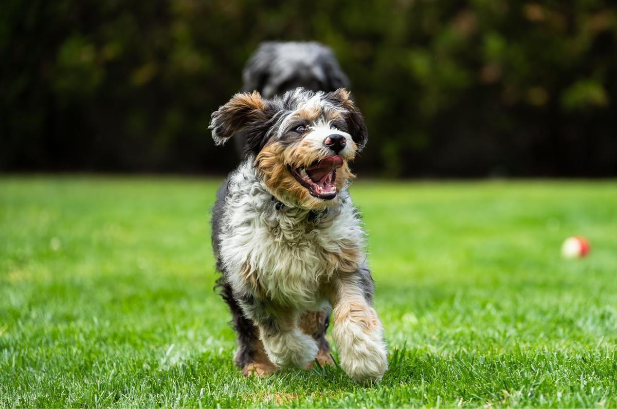 25 cute Australian Mountain Doodle puppies for sale in Margate, Florida ...