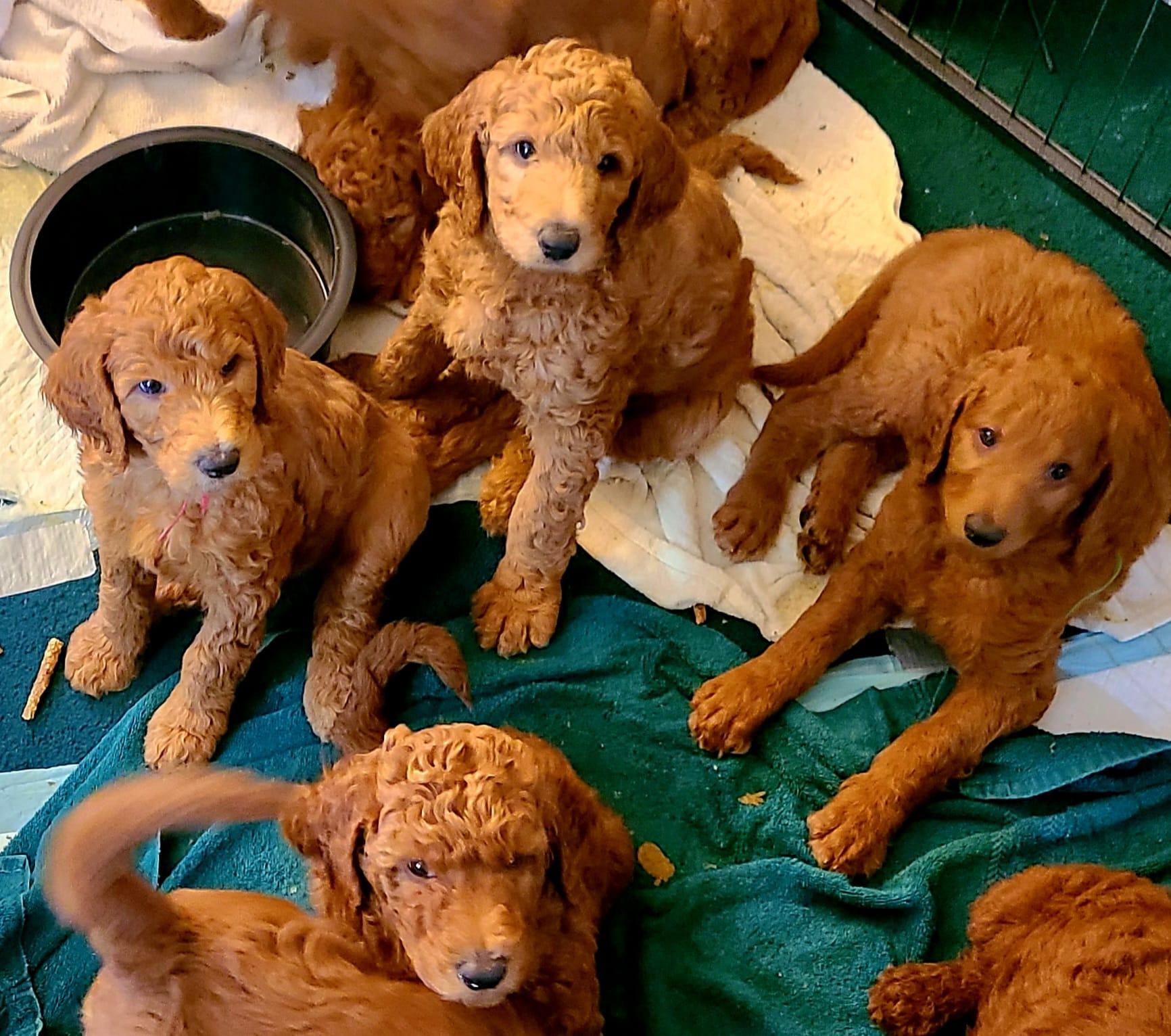 Myers Goldendoodles in Michigan | Goldendoodle puppies | Good Dog