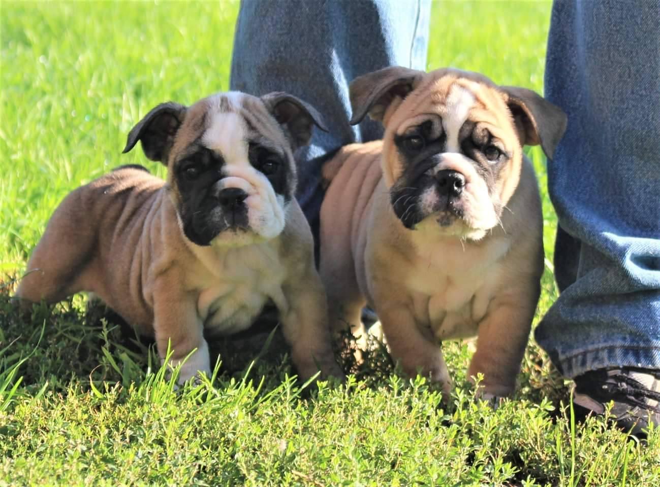 Firestorm K9's in Washington | Bulldog puppies | Good Dog