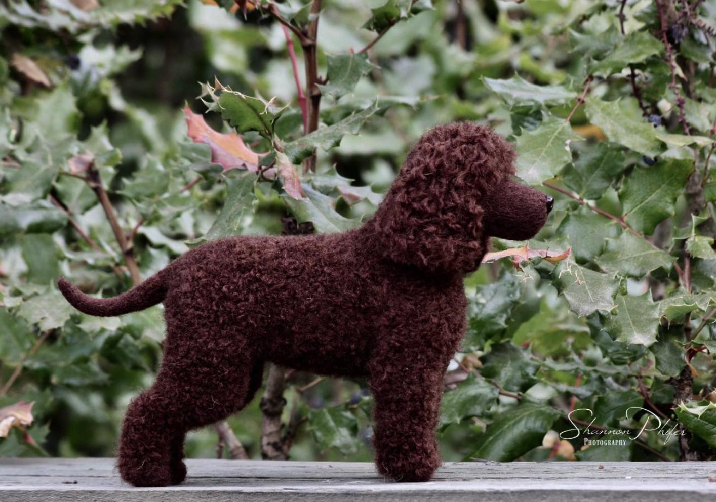 Landacre Irish Water Spaniels in Maryland | Irish Water Spaniel puppies ...