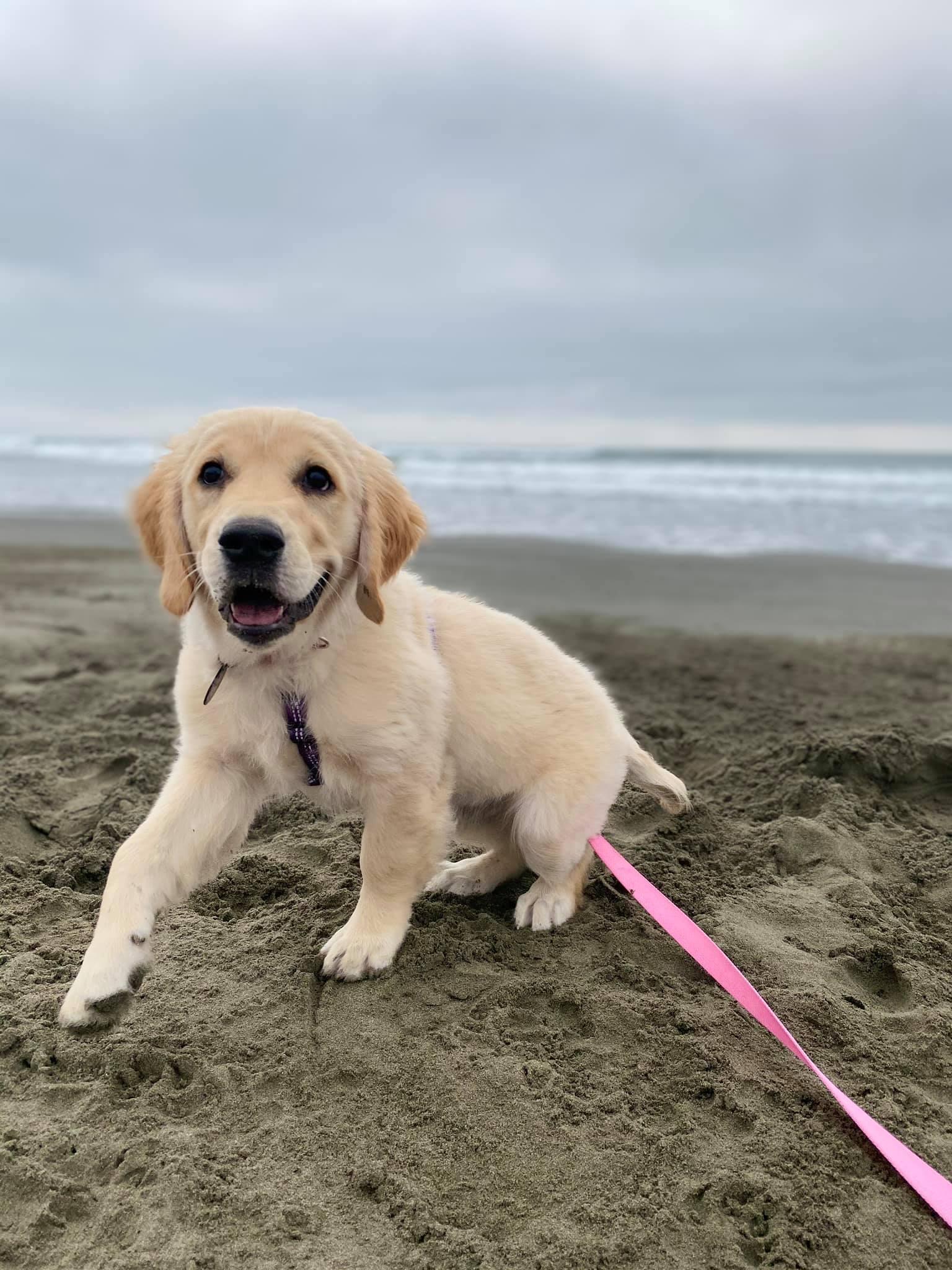 Pacific Coast European Goldens in Oregon | Golden Retriever puppies ...