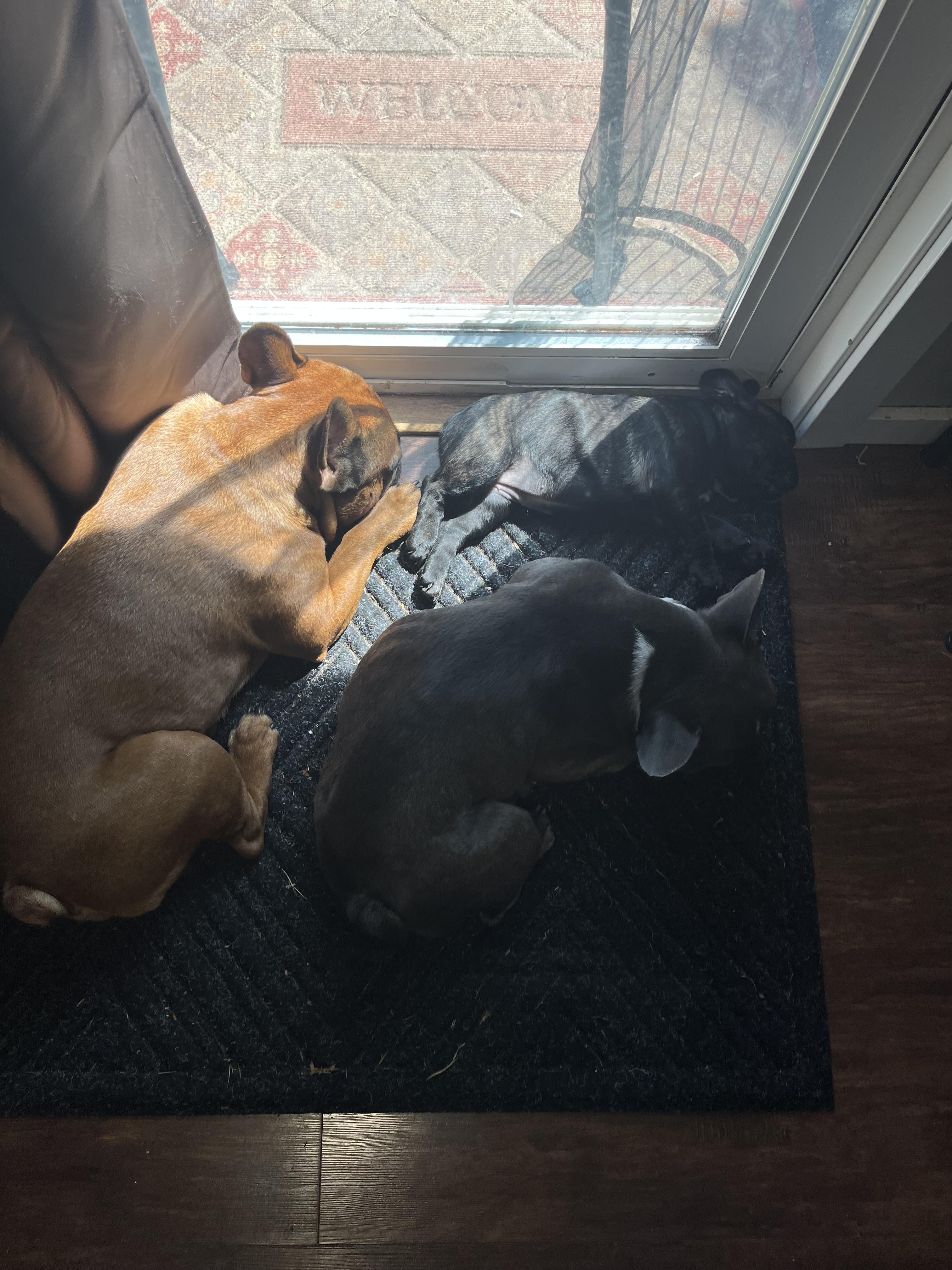 Frenchie Tempest in Washington | French Bulldog puppies | Good Dog