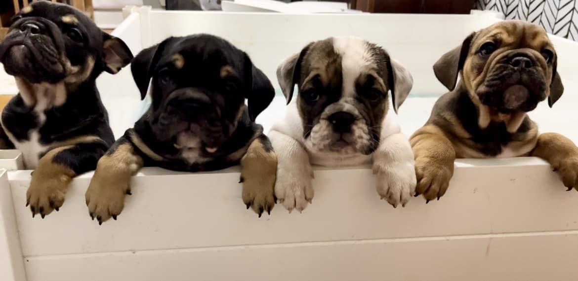 Castle Manor Bulldogs in Wisconsin | Bulldog puppies | Good Dog