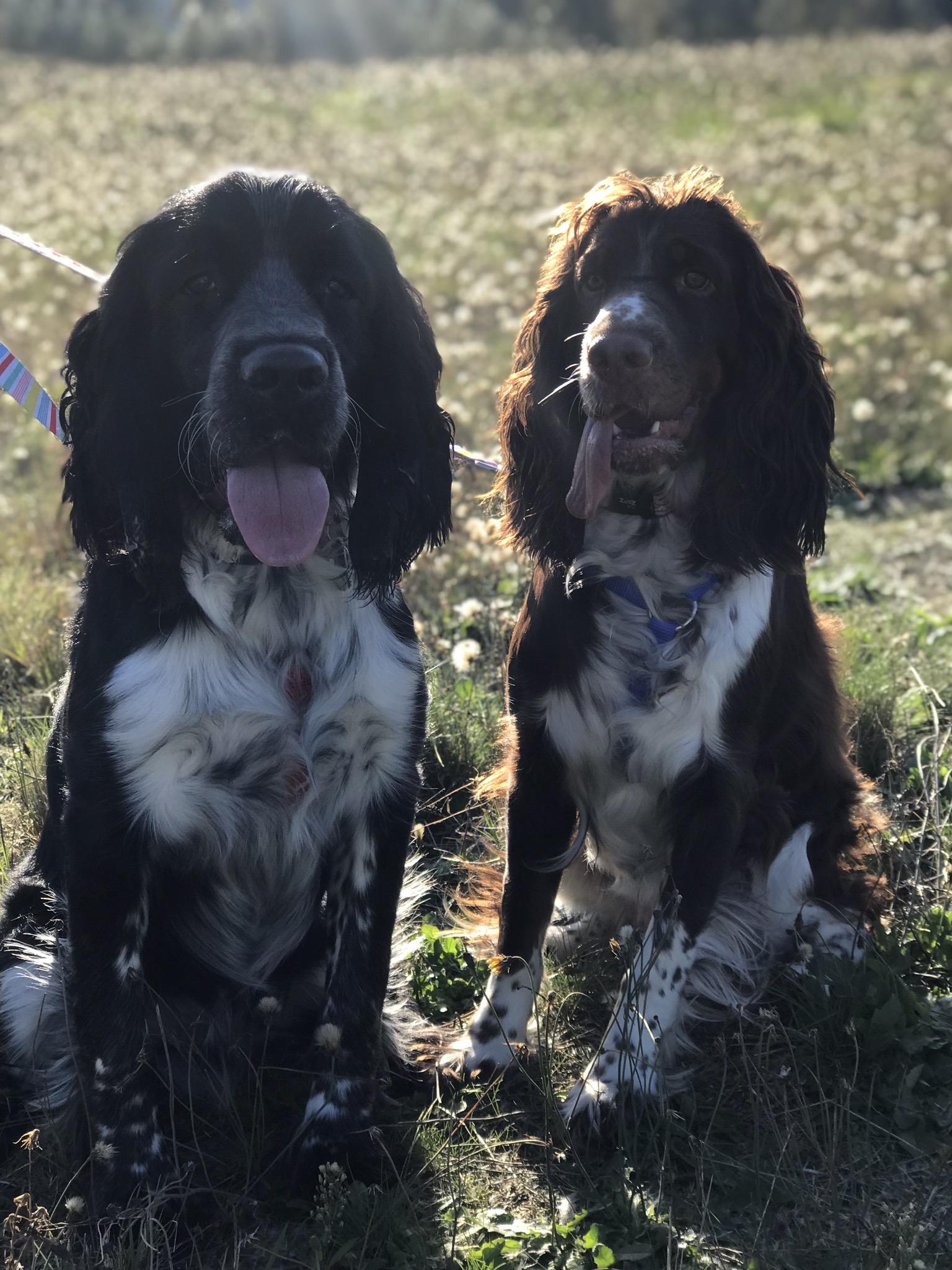 Kaveman Springers in Washington | English Springer Spaniel puppies ...