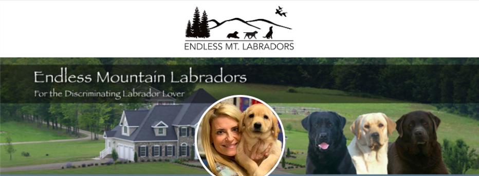 Endless Mt. Labradors in Pennsylvania | Labrador Retriever puppies ...