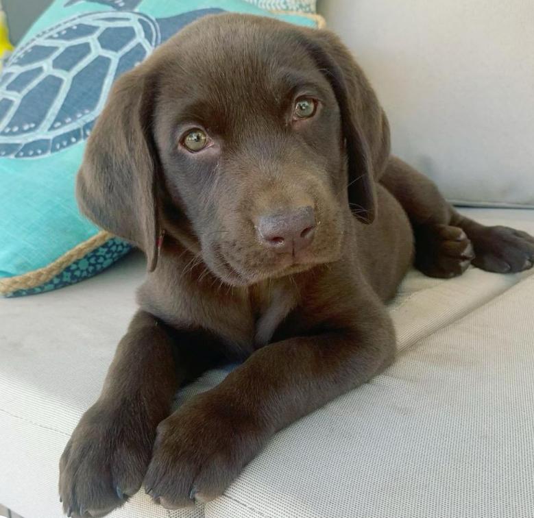 Goshen Swamp Retrievers in North Carolina | Labrador Retriever puppies ...