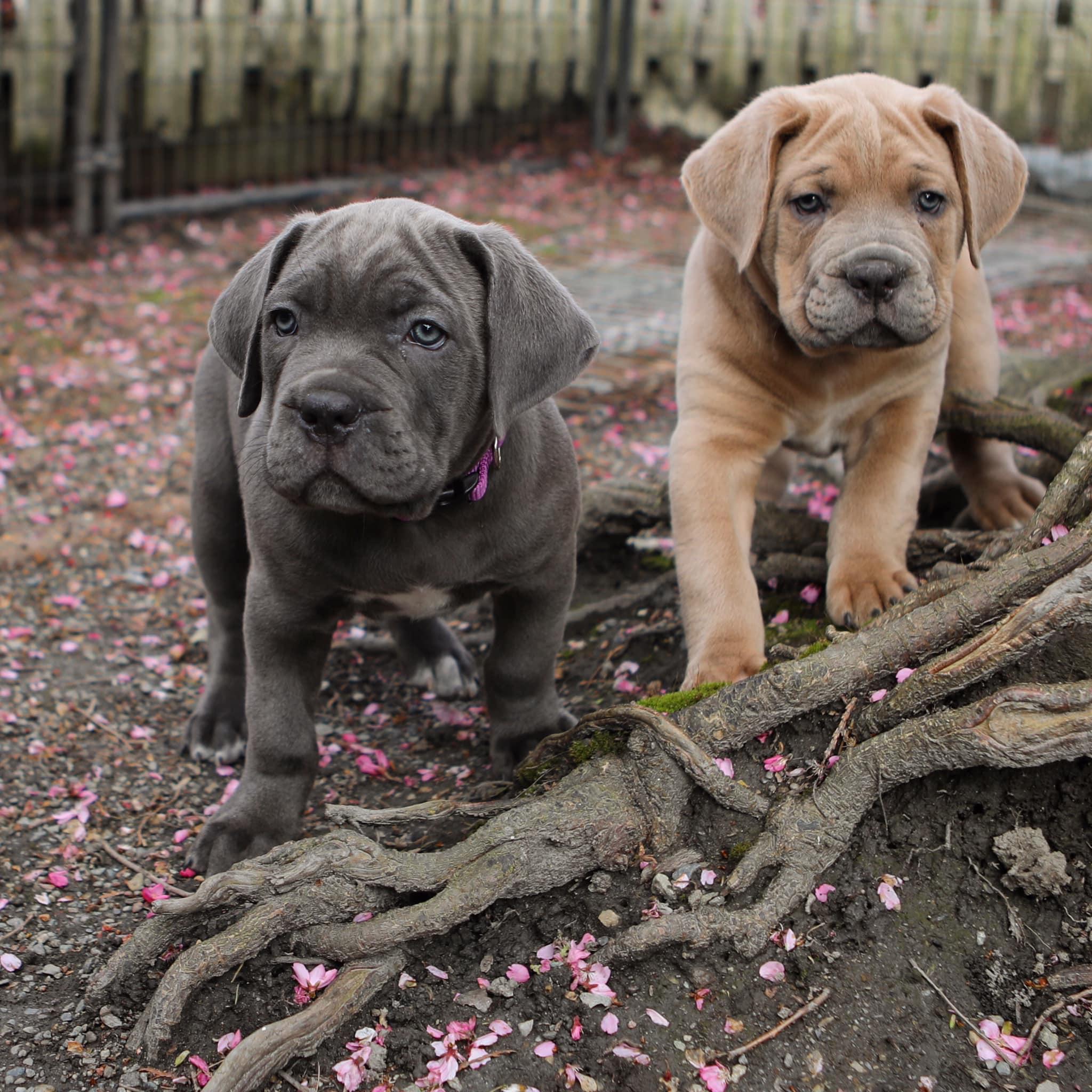 Royal Cane Corso in Washington | Cane Corso puppies | Good Dog