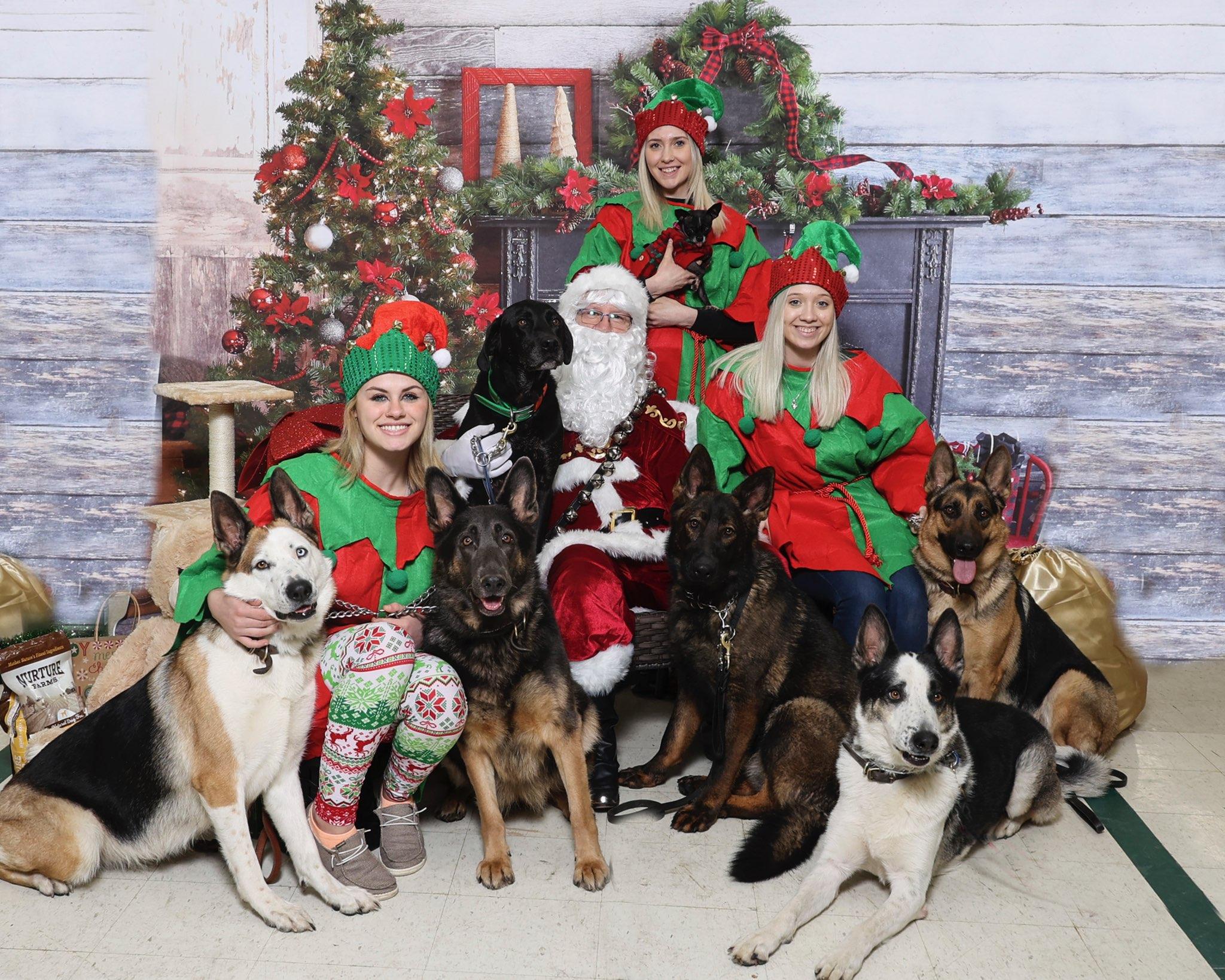 Woodz Indiana German Shepherds in Indiana | German Shepherd puppies ...