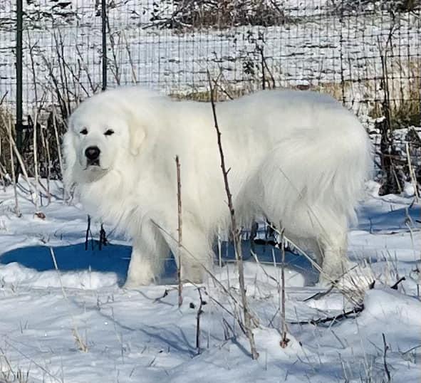Polar Light Great Pyrenees in Oregon | Great Pyrenees puppies | Good Dog