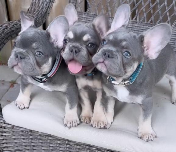 Gorgeous French Bulldogs in Oregon | French Bulldog puppies | Good Dog