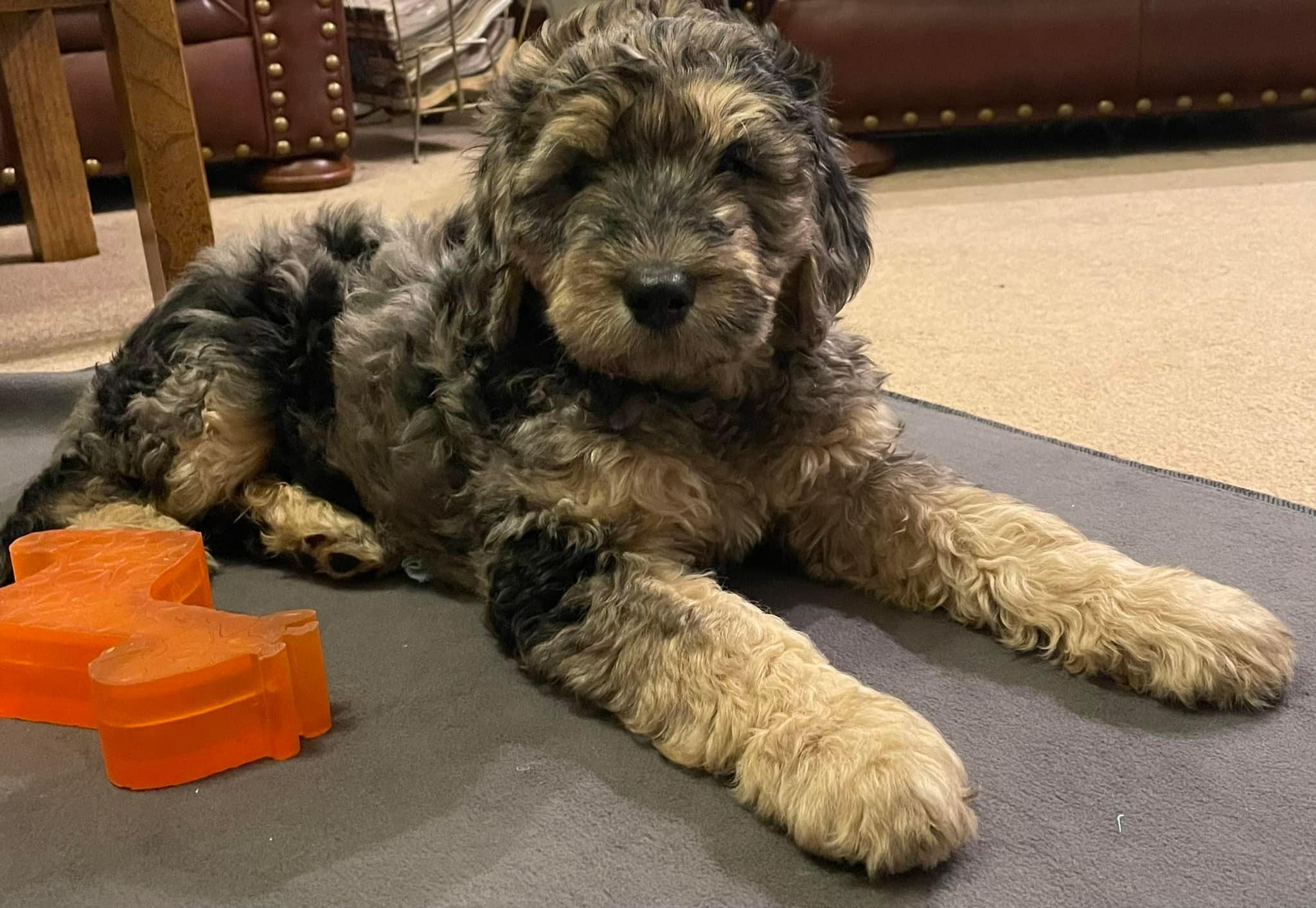 SlattonDoodles in Alabama | Goldendoodle puppies | Good Dog