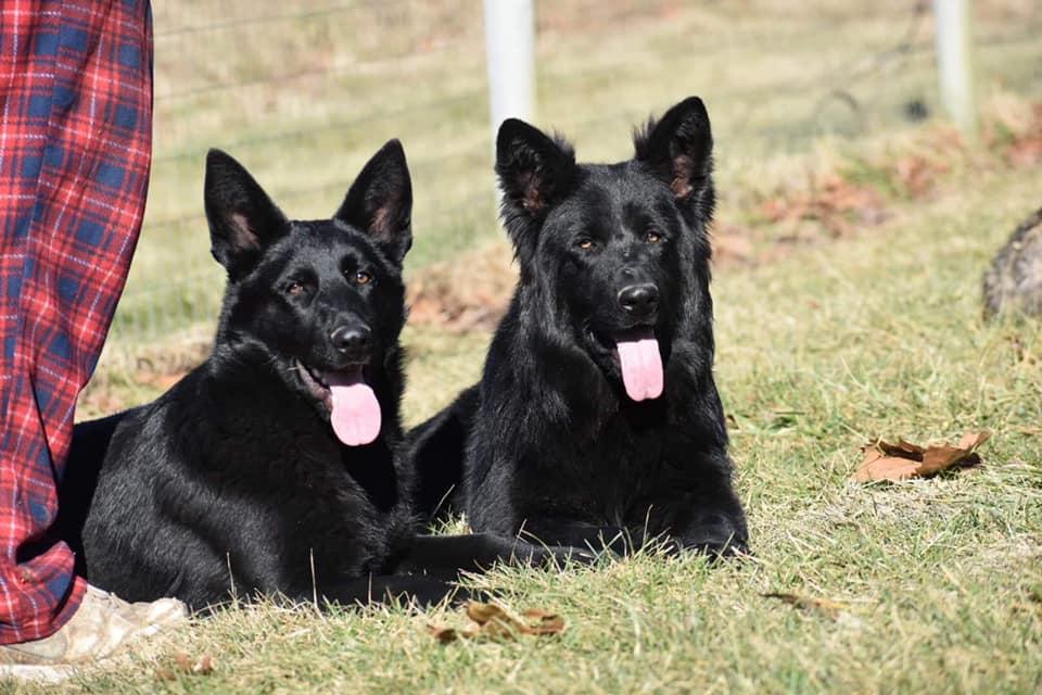 Vom Oma Haus Kennels in Indiana | German Shepherd and American Bulldog ...