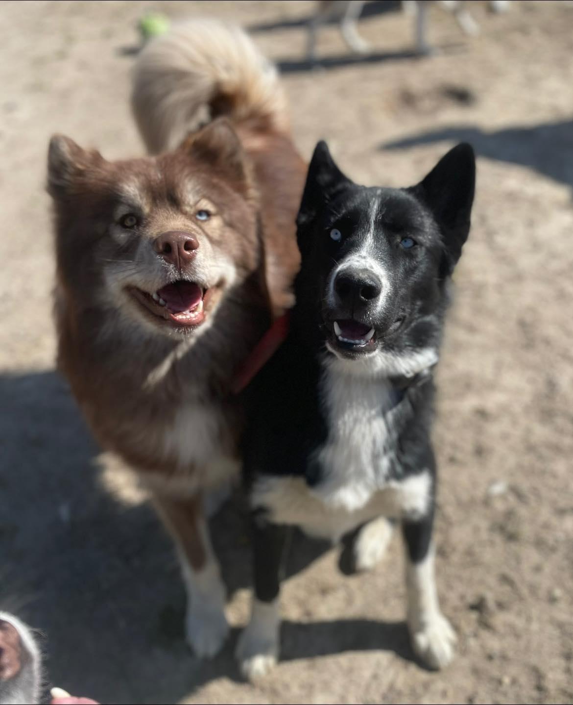 Zodiac Moon Huskies in Virginia | Siberian Husky puppies | Good Dog