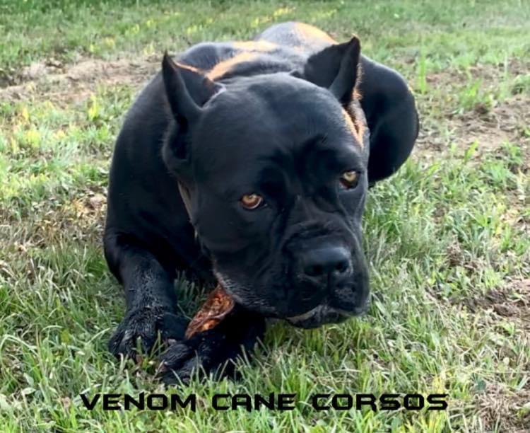 Venom Cane Corsos in Arkansas | Cane Corso puppies | Good Dog