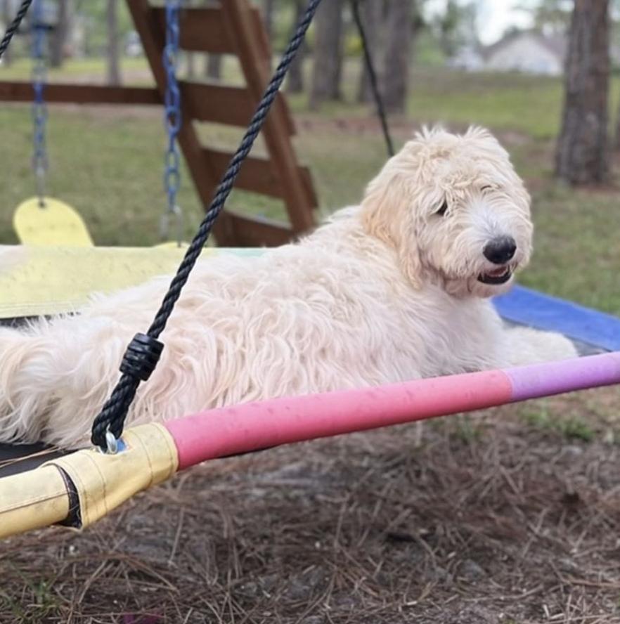 Doodle Sisters in Florida | Goldendoodle puppies | Good Dog