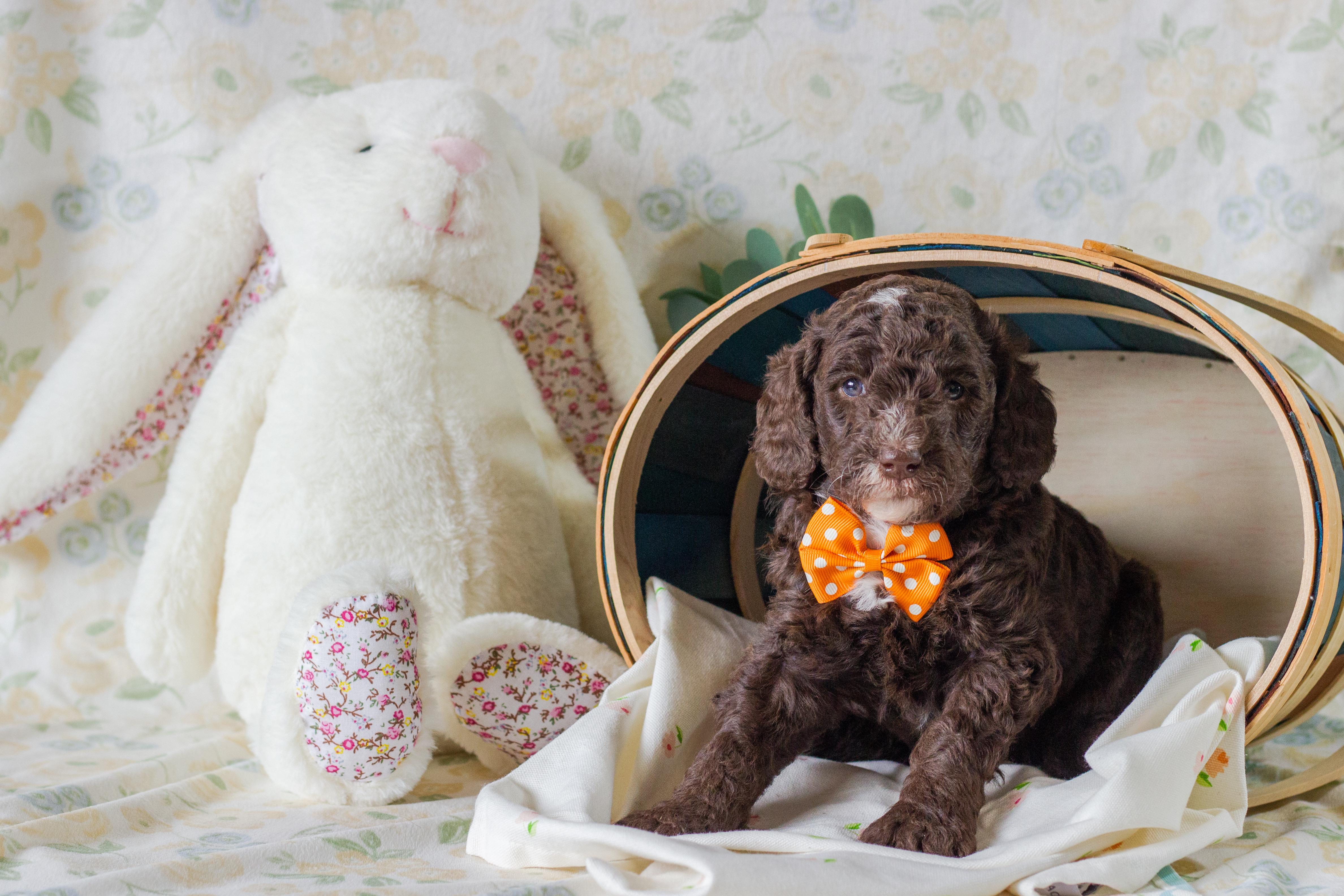 Emerald Pines Standard Poodles in West Virginia | Poodle puppies | Good Dog