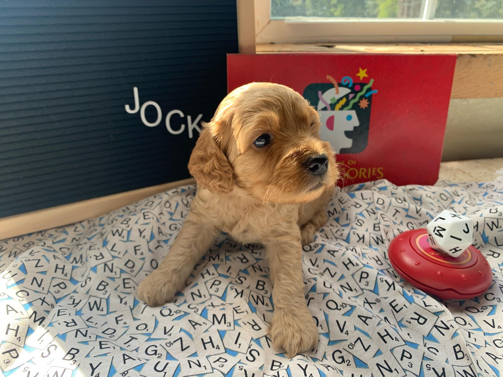 Country J Canines in Missouri | Cockapoo and Cocker Spaniel puppies ...