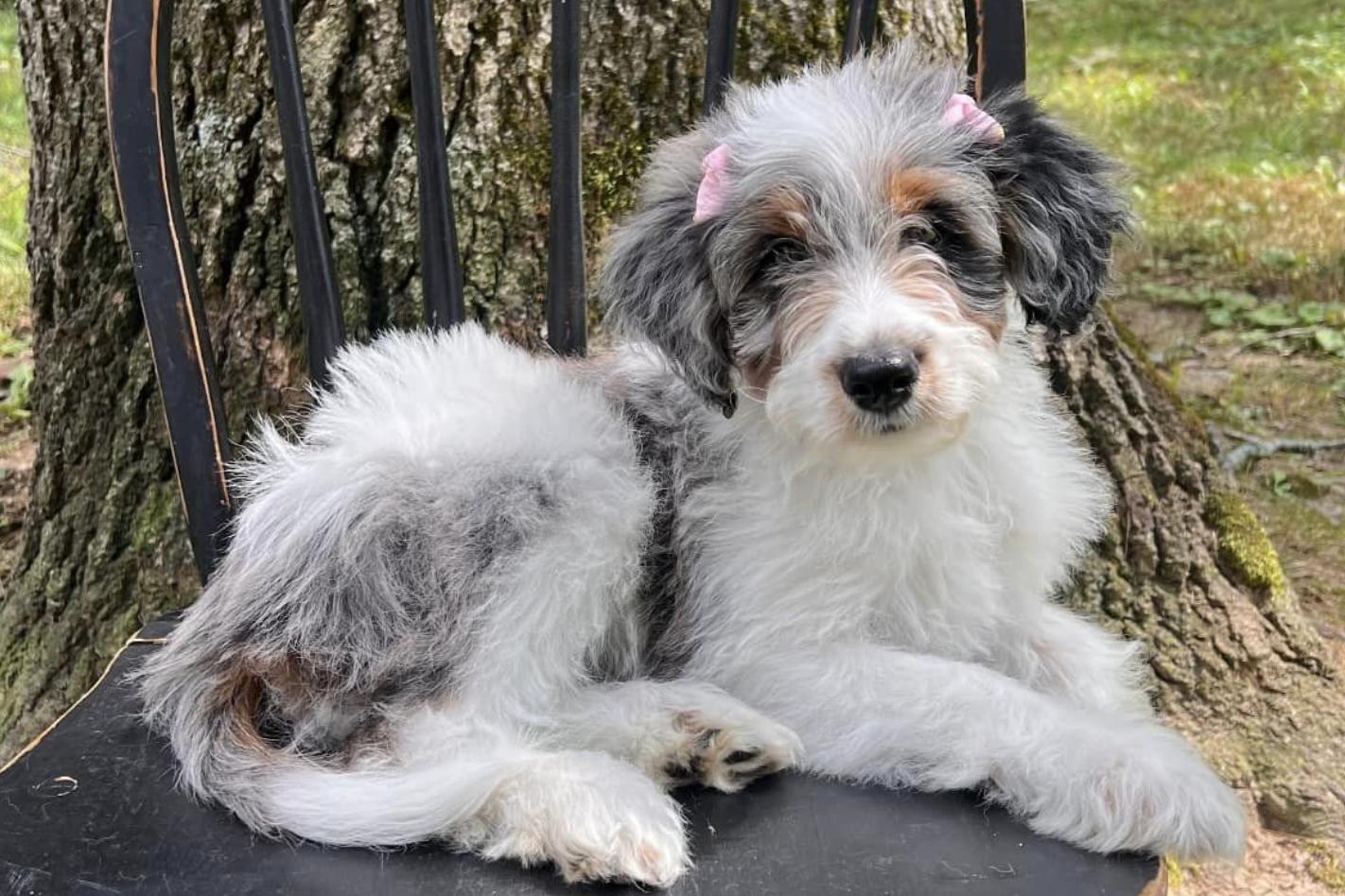 LK Aussiedoodles in Indiana | Aussiedoodle puppies | Good Dog