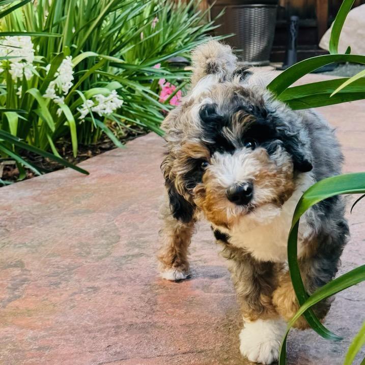 Golden State Good Dogs in California | Bernedoodle, Goldendoodle or ...