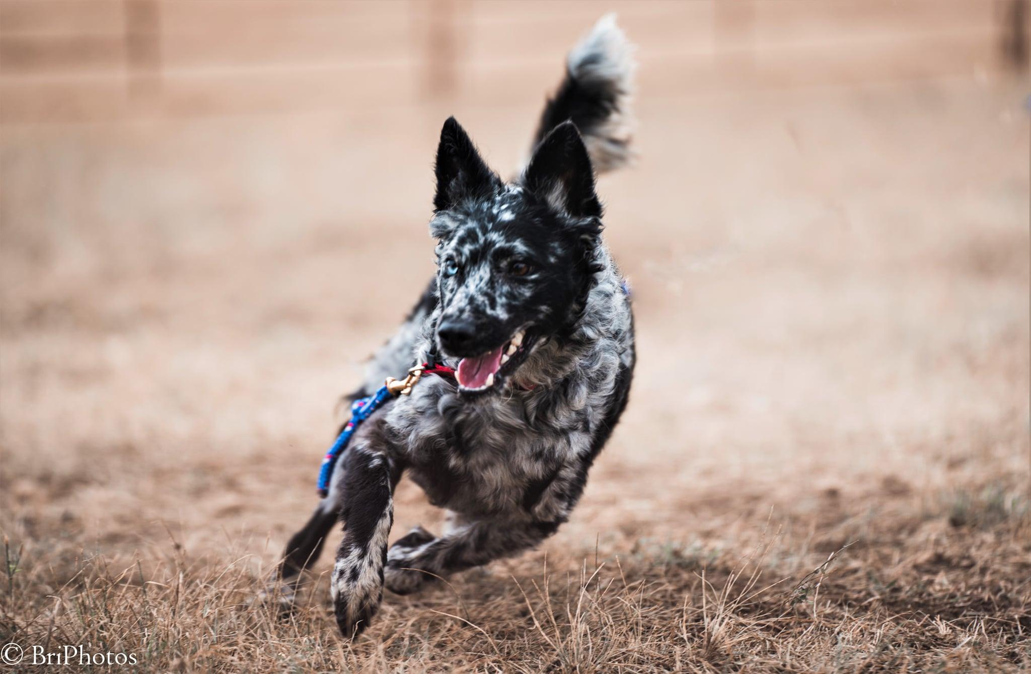 Marvelous Mudis in Texas | Mudi puppies | Good Dog