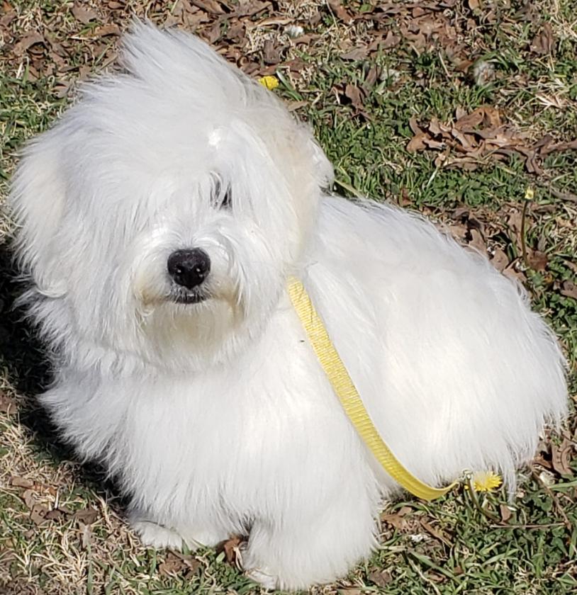 Bar W Cotons in Oklahoma | Coton de Tulear puppies | Good Dog