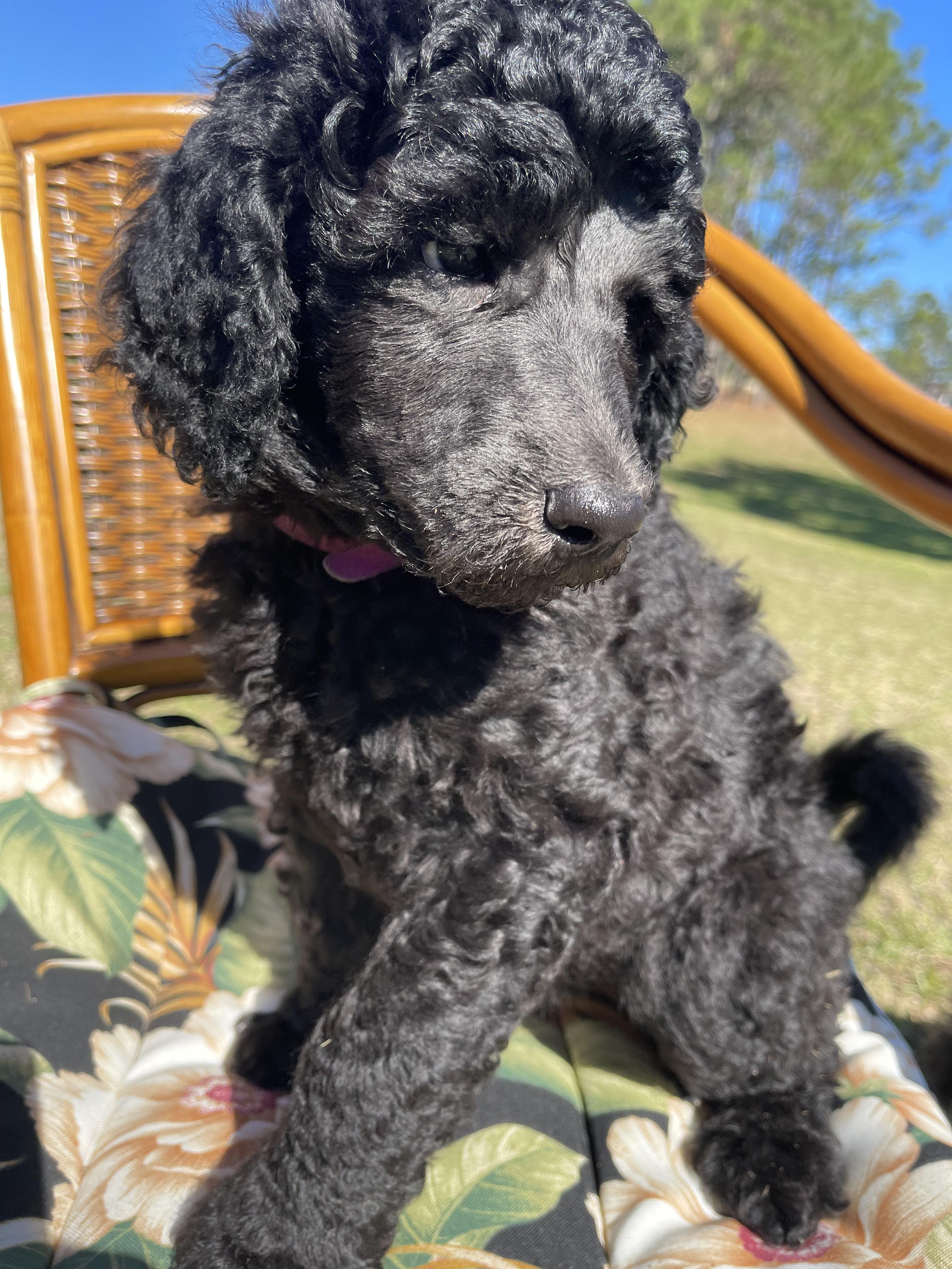 Pure-Poodle in Florida | Poodle puppies | Good Dog