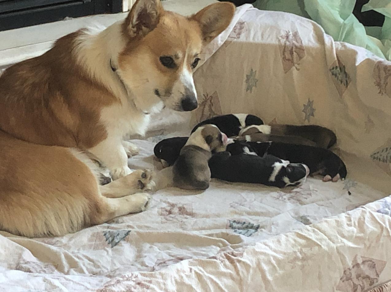 Rose Petal Farm in Maryland | Pembroke Welsh Corgi puppies | Good Dog