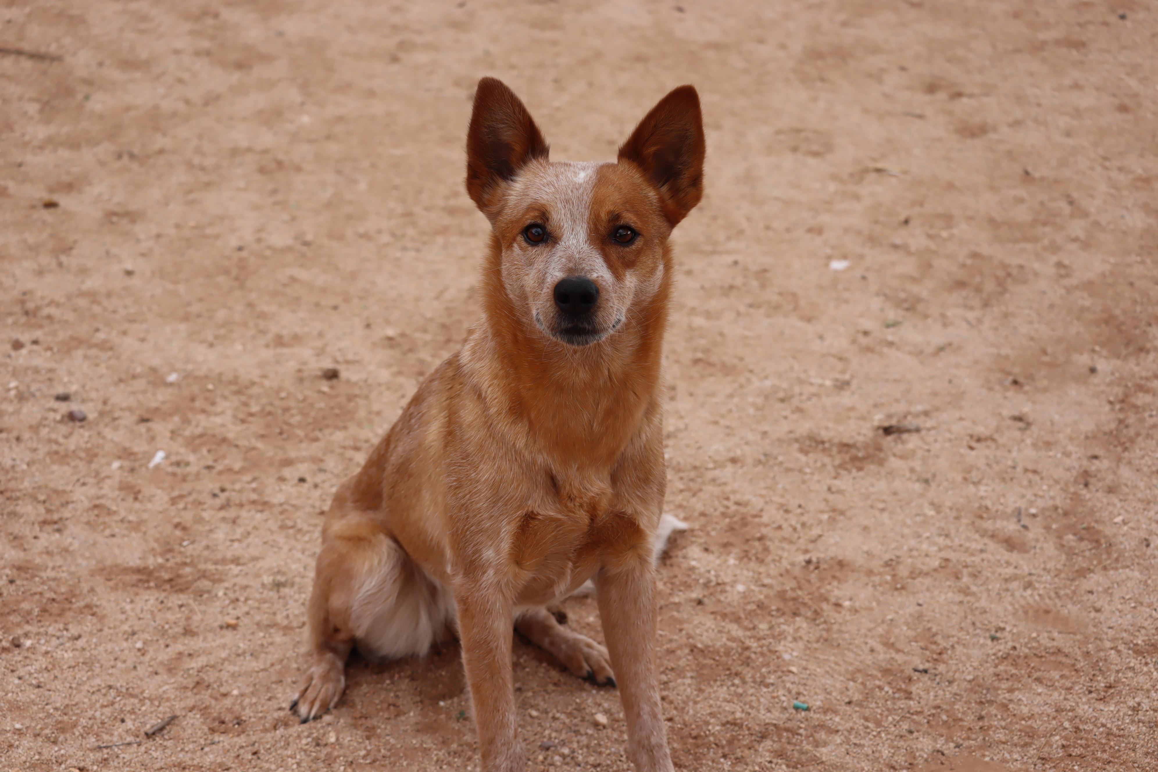 Soqui Ortiz Cattle Ranch in Arizona | Australian Cattle Dog, Australian ...