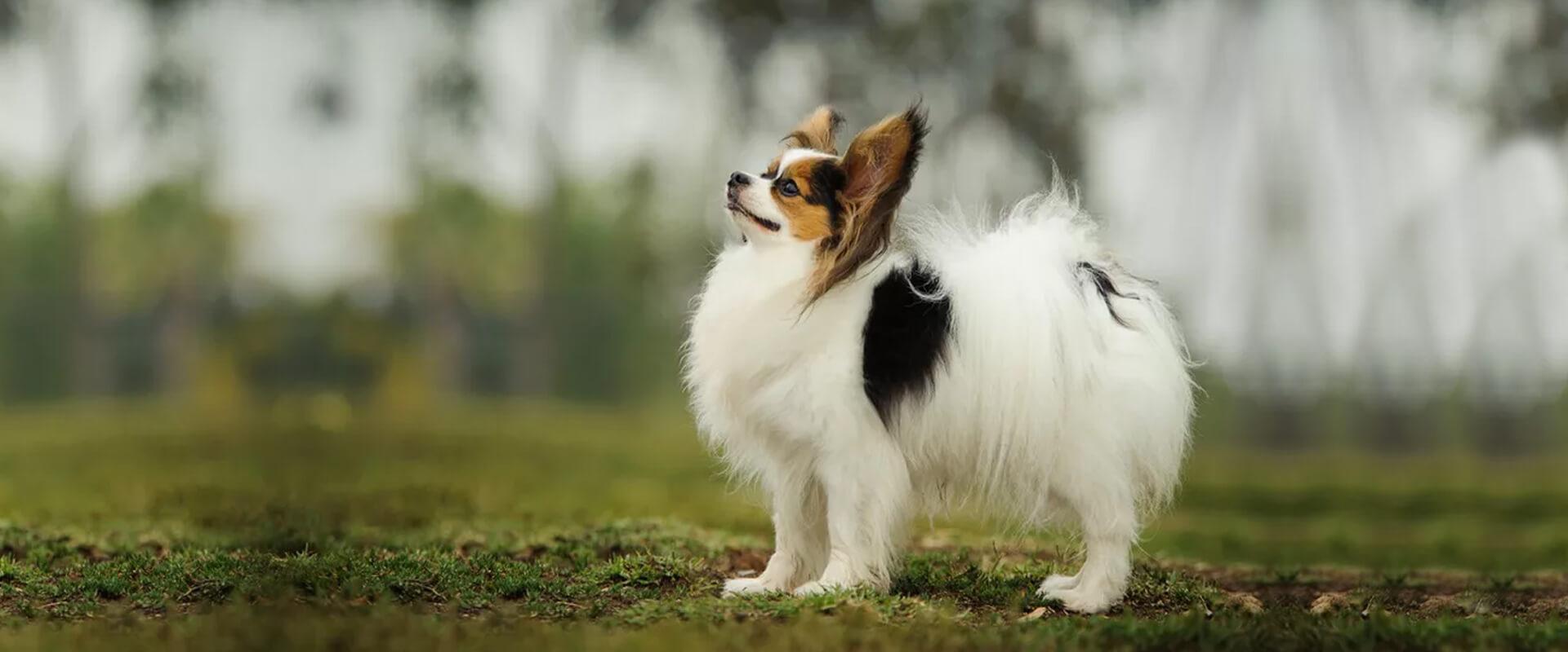 Circle l Farms and Kennel in Florida | Papillon puppies | Good Dog