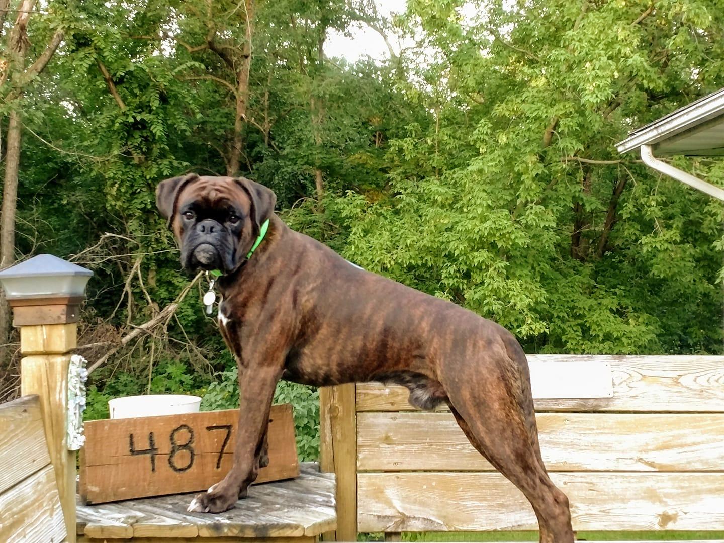 Laelaps Boxers in Minnesota | Boxer puppies | Good Dog