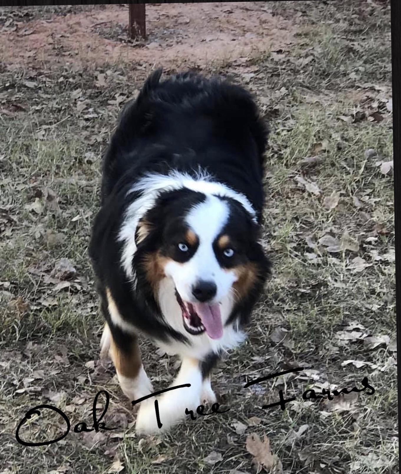 Oak Tree Aussie Farms in Oklahoma | Australian Shepherd puppies | Good Dog