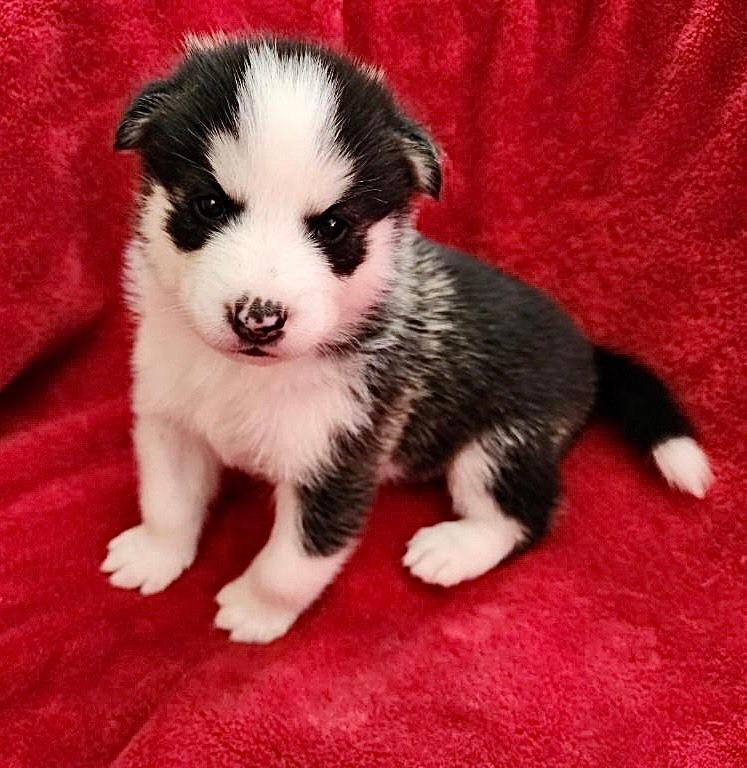 Precious Pomsky Puppies in Virginia | Pomsky puppies | Good Dog