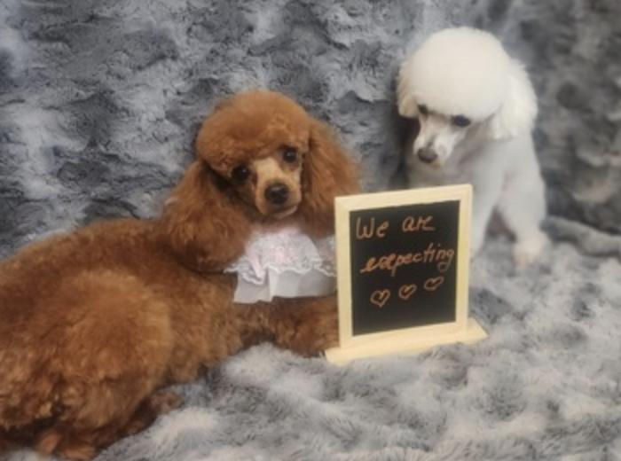 Pampered Poodles in Alabama | Poodle puppies | Good Dog