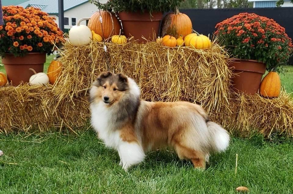 Belmar Shetland Sheepdogs in West Virginia | Shetland Sheepdog puppies ...