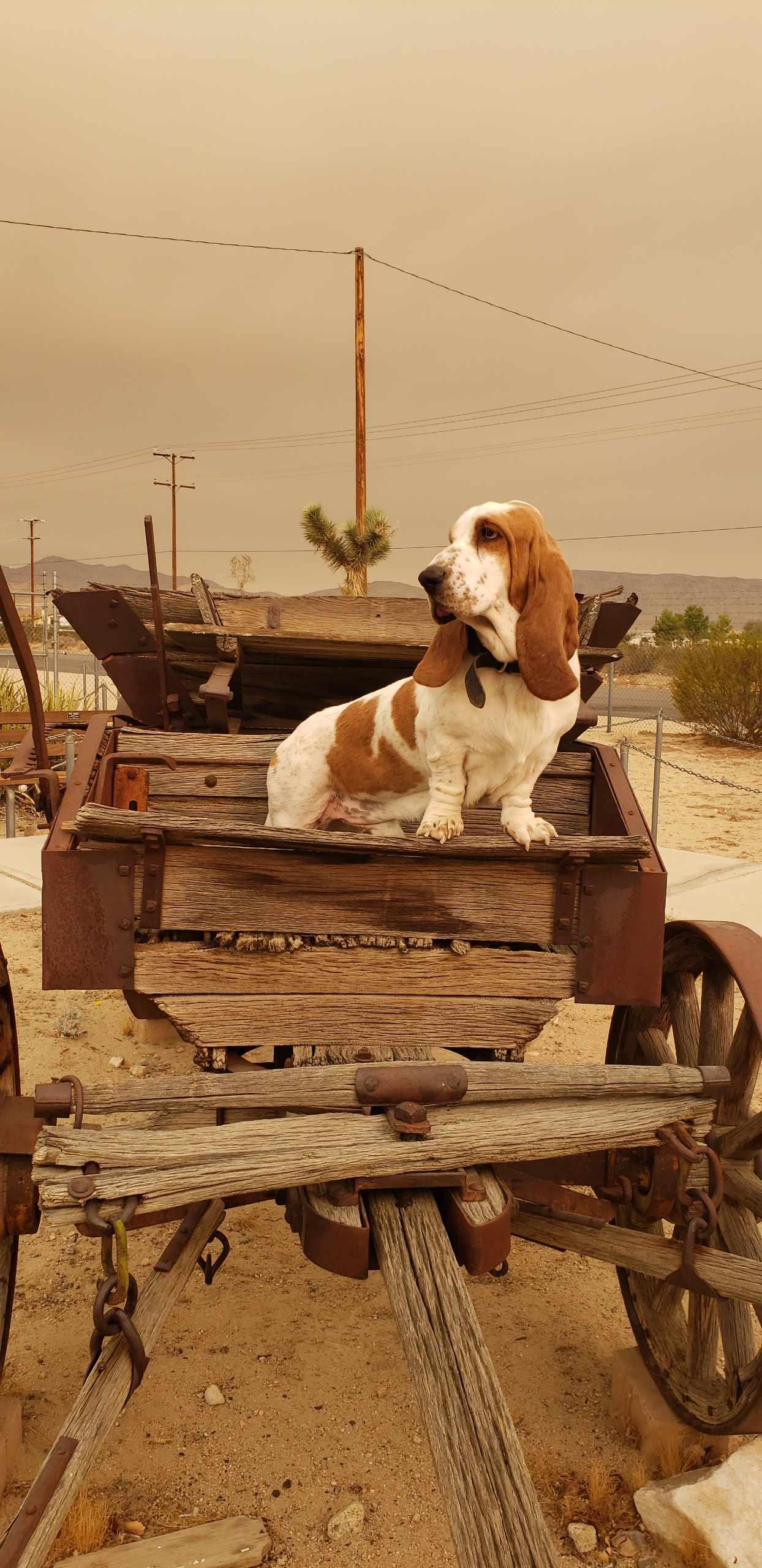 Seussorie of Puddle Pups in California | Basset Hound puppies | Good Dog