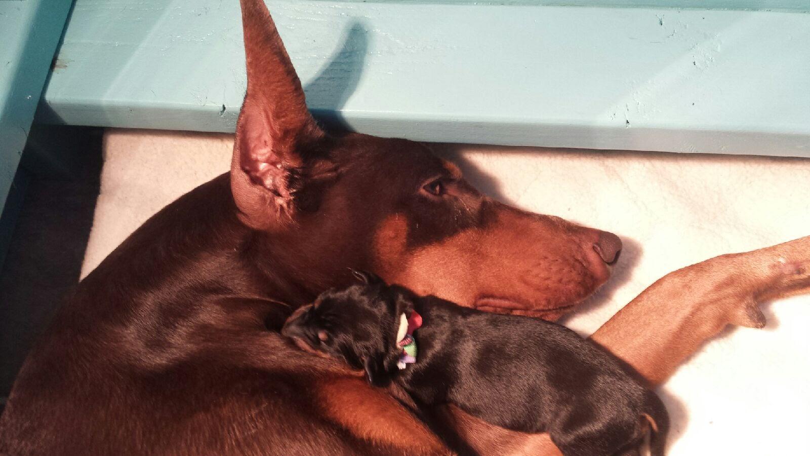 RMH Dobermans in Missouri | Doberman Pinscher puppies | Good Dog