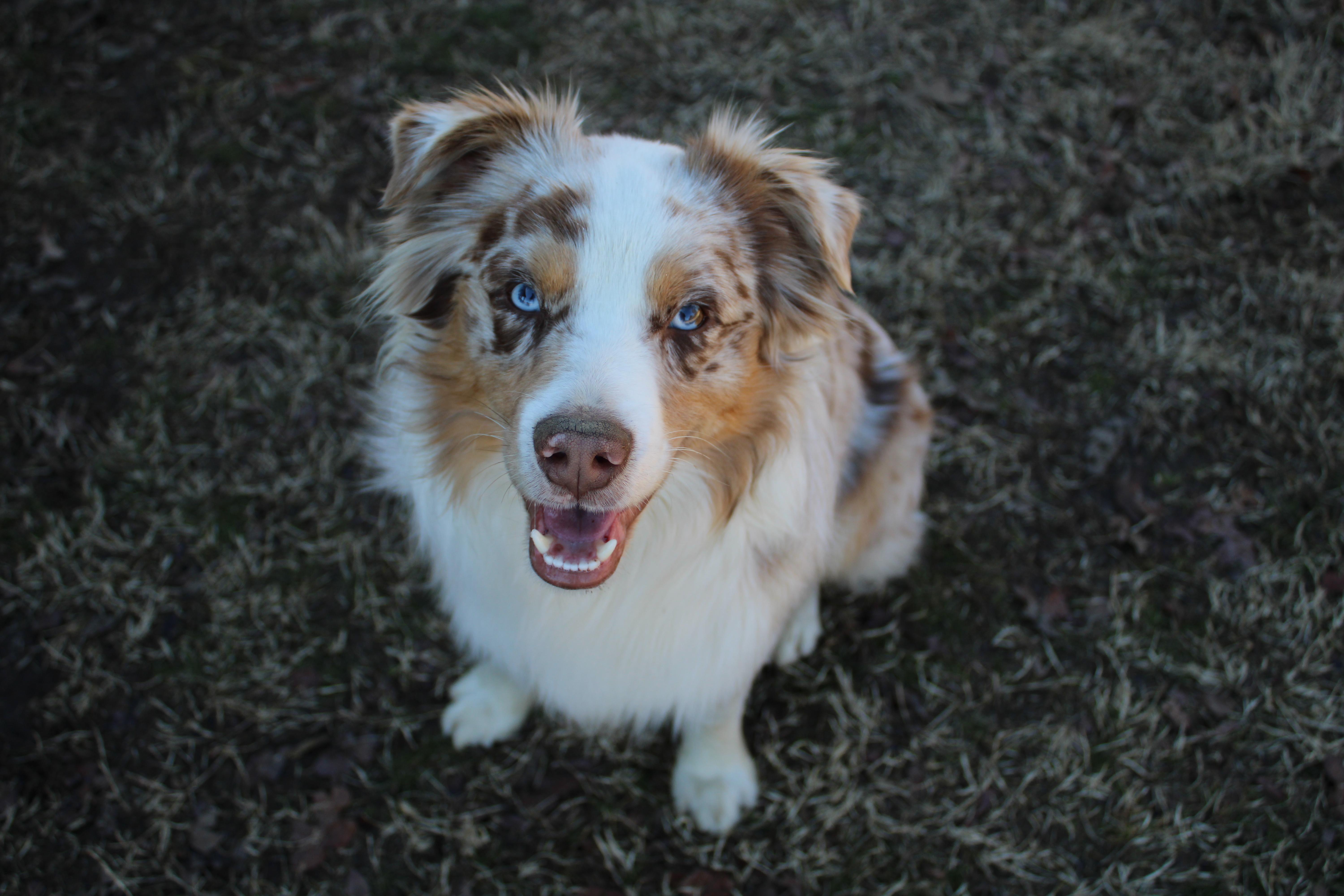Lockhart’s Double M Mini Aussies in Oklahoma | Miniature Australian ...