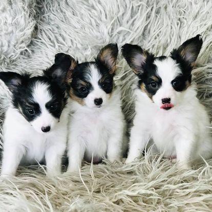 RoyalWings Papillons in Florida | Papillon puppies | Good Dog