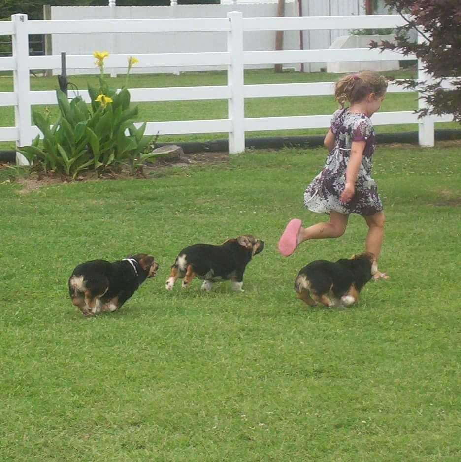Robbie's Hobby Corgi's in Tennessee | Pembroke Welsh Corgi puppies ...