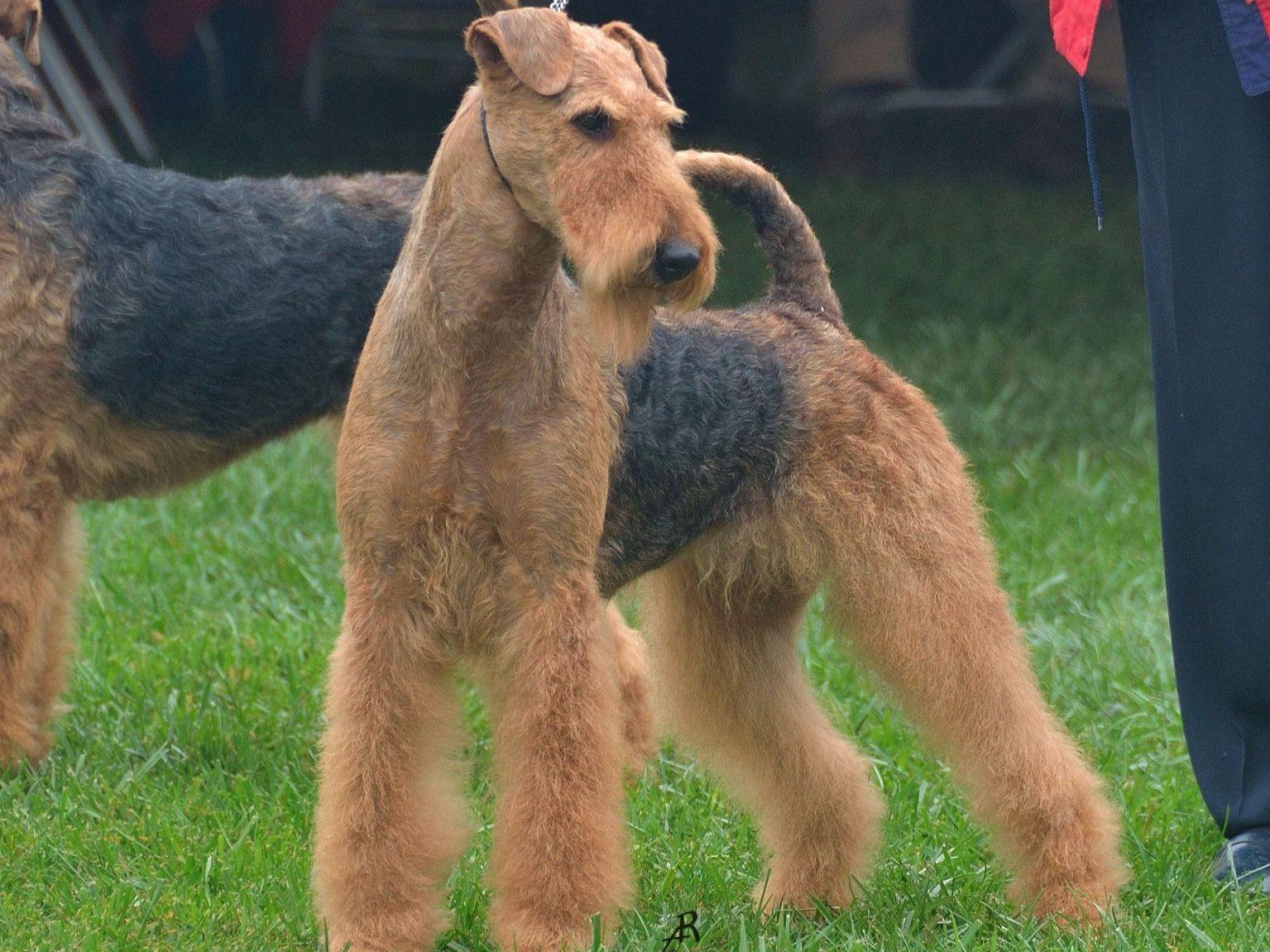 Timberwyck Airedales in Michigan | Airedale Terrier puppies | Good Dog