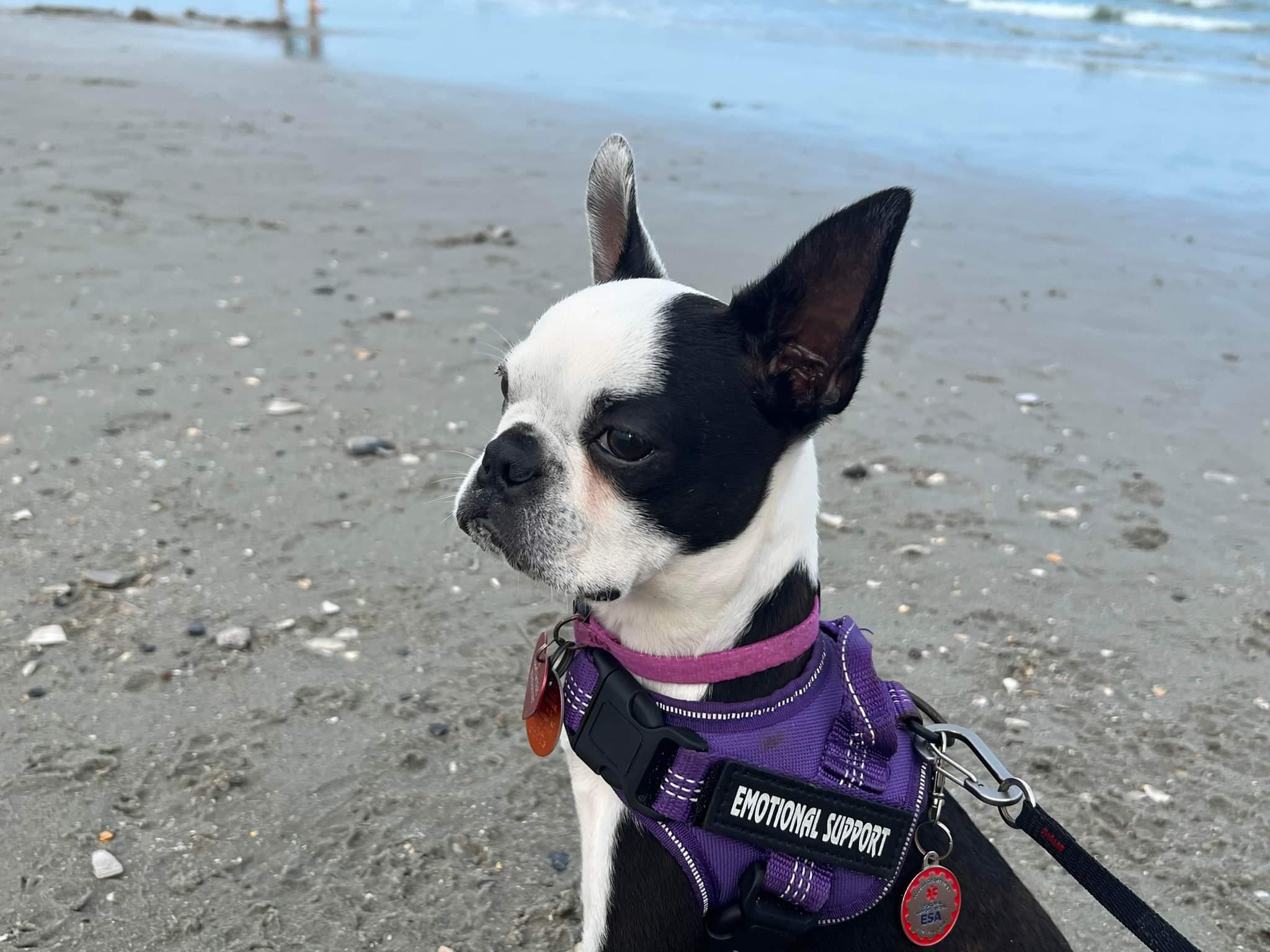Tumbling Shoals Hilltop Bostons in North Carolina | Boston Terrier ...