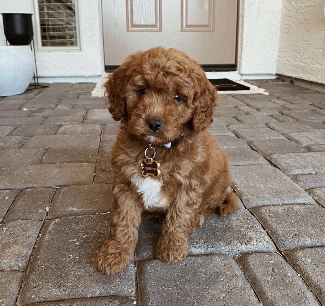 Doodle Bliss in Arizona | Goldendoodle puppies | Good Dog