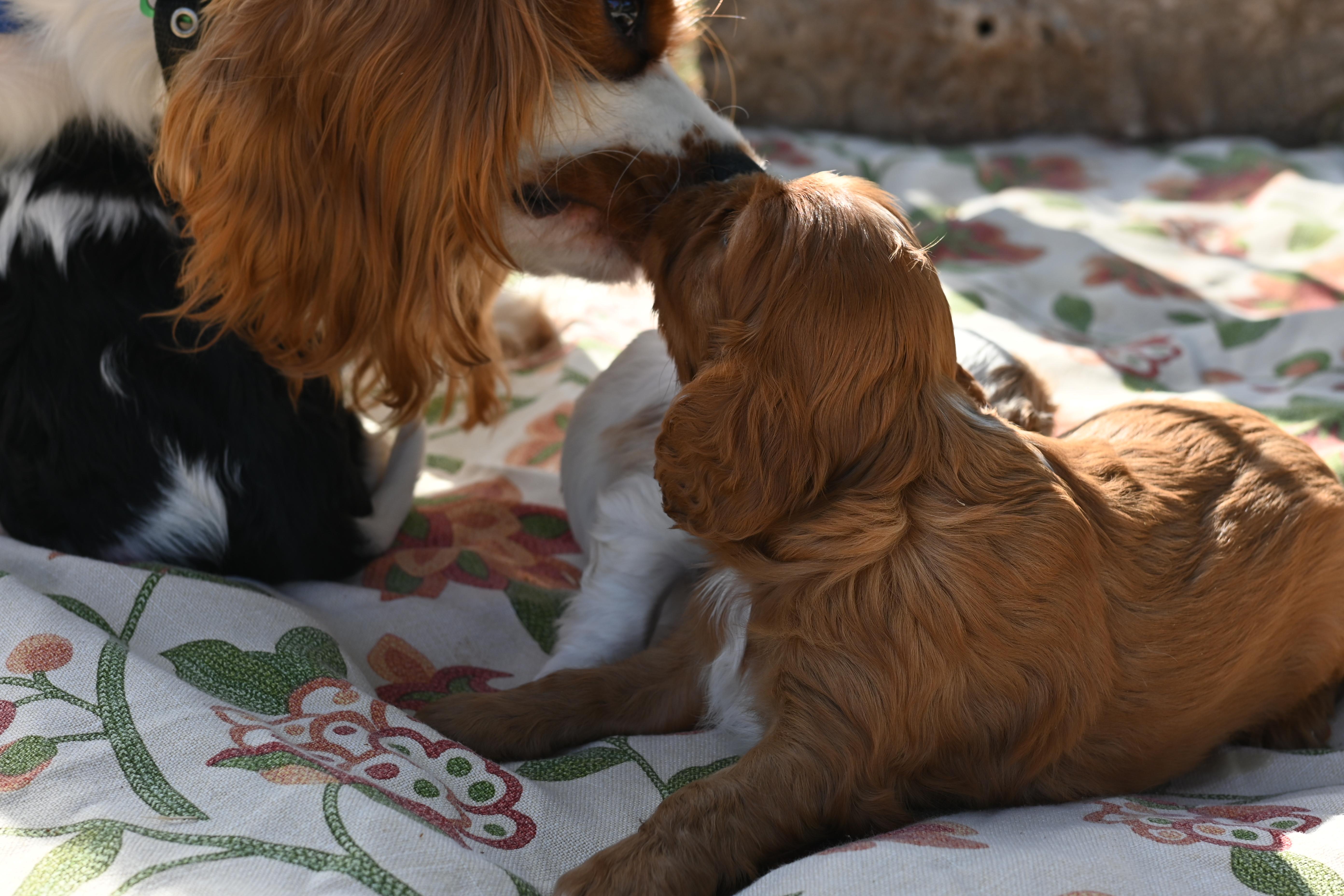 Critter's Cottage Cavaliers in Oklahoma | Cavalier King Charles Spaniel ...