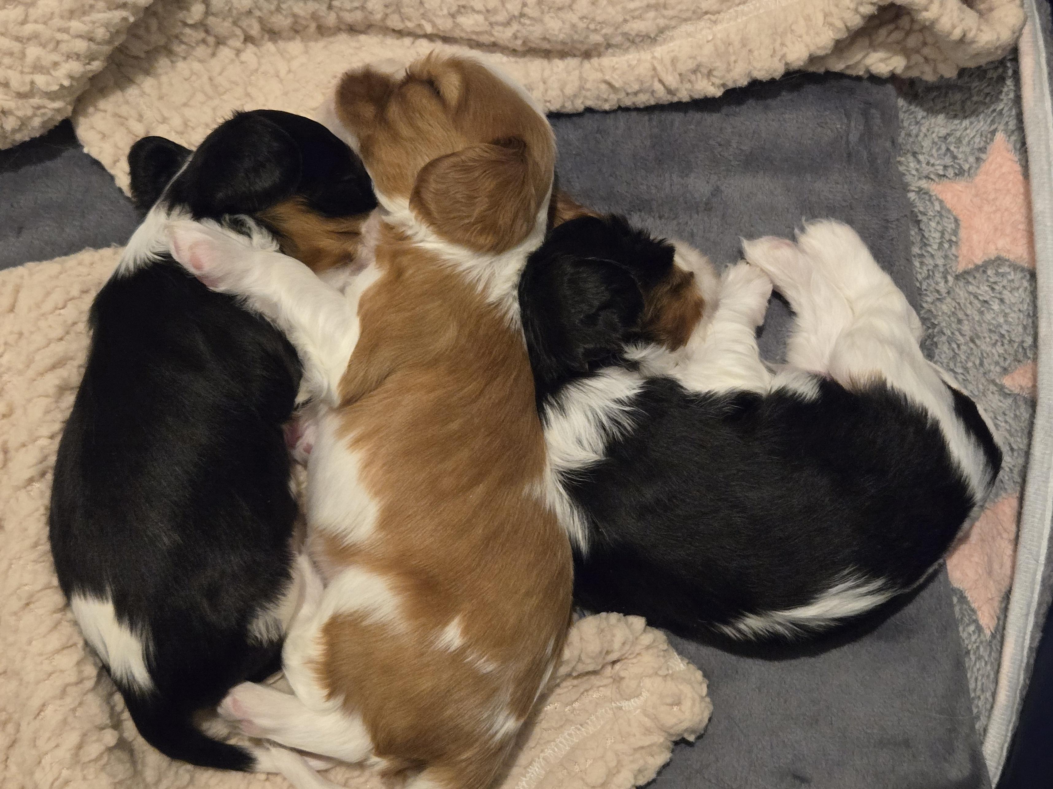 Reflection Cavaliers in Idaho | Cavalier King Charles Spaniel puppies ...