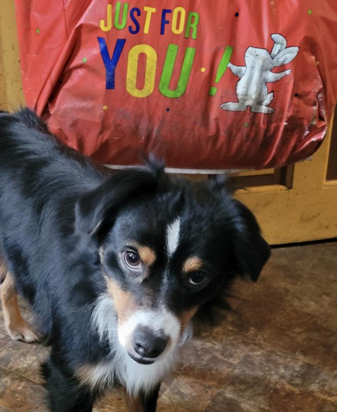 J&K Mini Aussies and Golden Retrievers in Ohio | Golden Retriever and ...