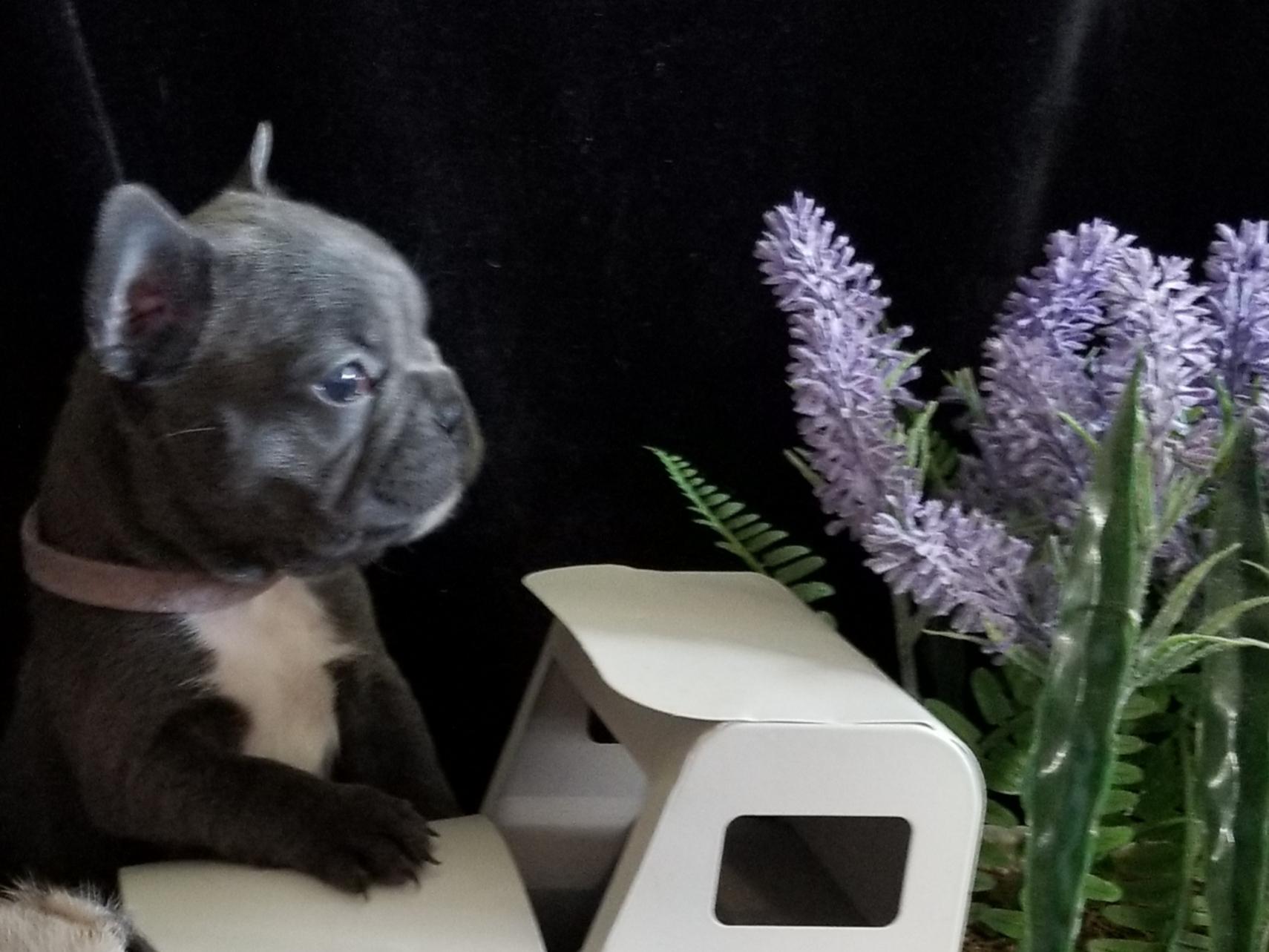 Frog City Frenchies in Louisiana | French Bulldog puppies | Good Dog