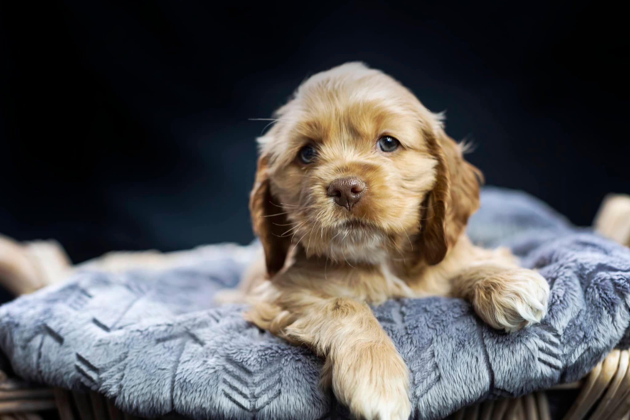 Sego Lily Cockers in Utah | Cocker Spaniel puppies | Good Dog